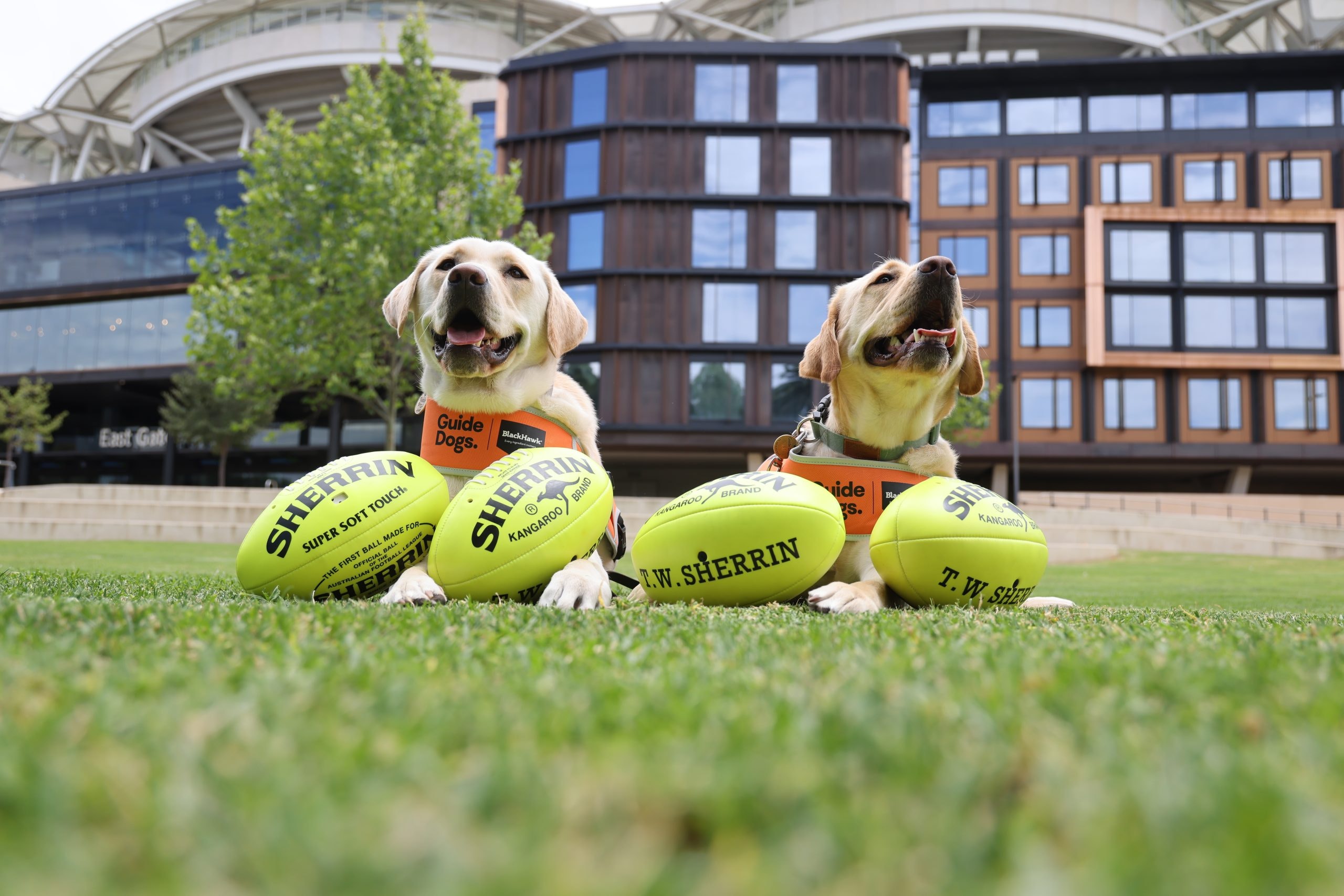 SANFL teams up with Guide Dogs SA/NT to announce new Blind Low Vision ...